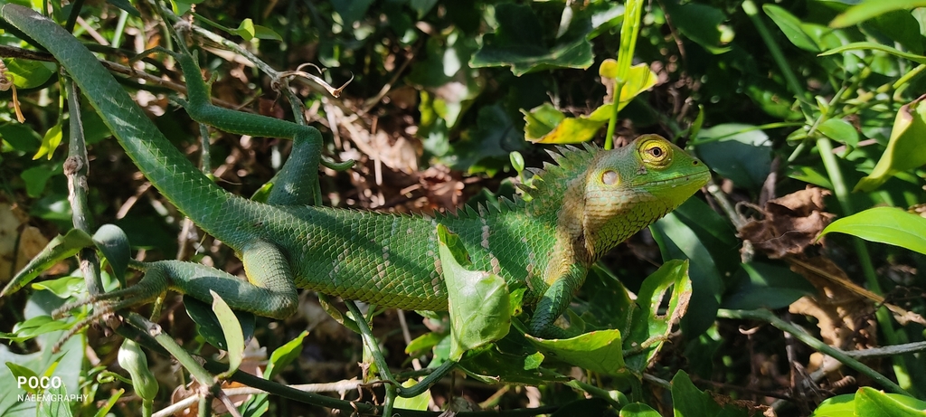 Common Green Forest Lizard from V3M8+MRV, Valanchery, Kerala 676552 ...
