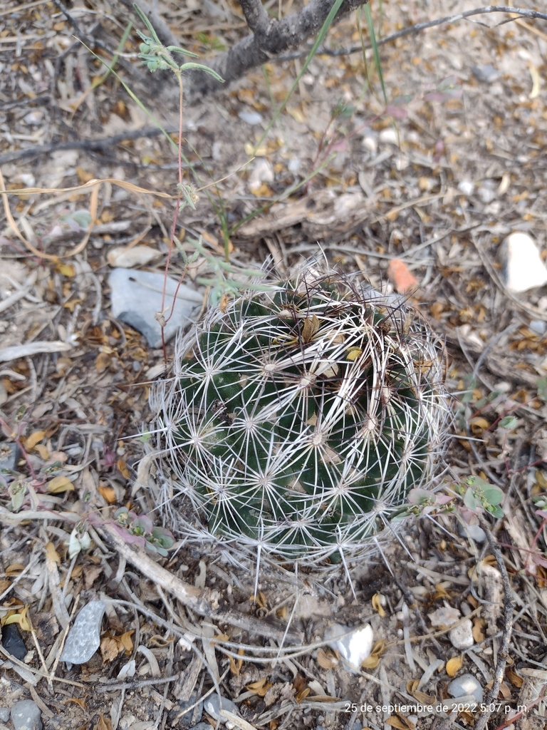 Coryphantha neglecta from 25884 Coah., México on September 25, 2022 at ...