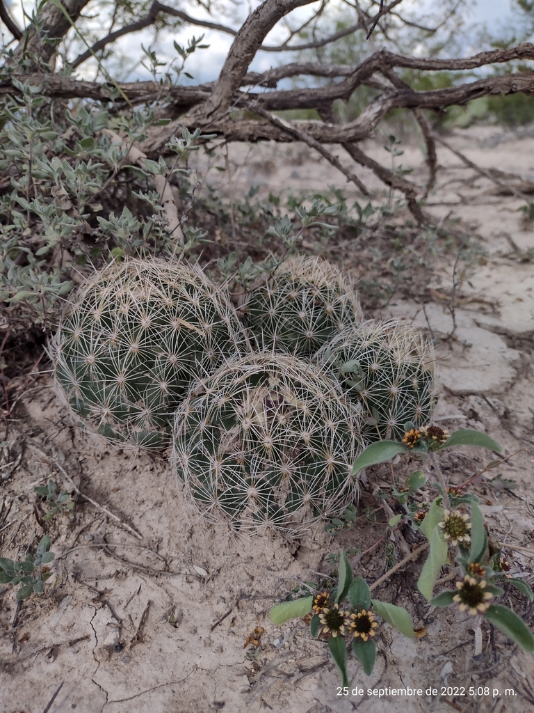 Coryphantha neglecta from 25884 Coah., México on September 25, 2022 at ...