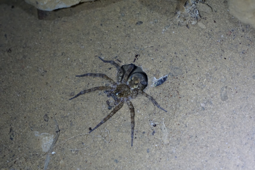 Bear Spiders from Мефу и Аконо, Камерун on August 09, 2021 by Сергей ...