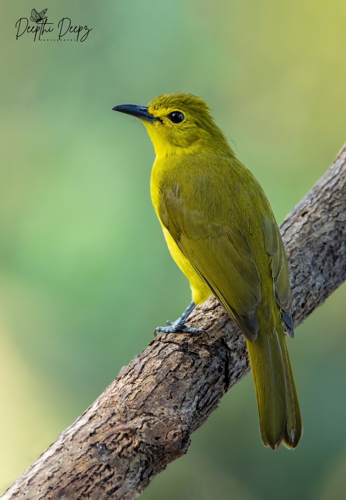 Yellow-browed Bulbul from Parassinikadavu on February 08, 2022 at 02:03 ...