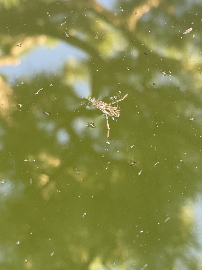 Notonecta triguttata from Harayama Kosedani, Wazuka, Soraku-Gun, Kyoto ...