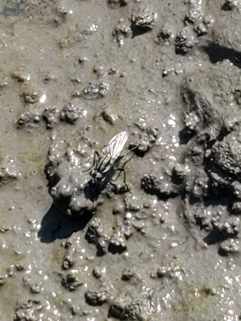 Common Flesh Flies from Karongwe Private Game Reserve on September 26 ...