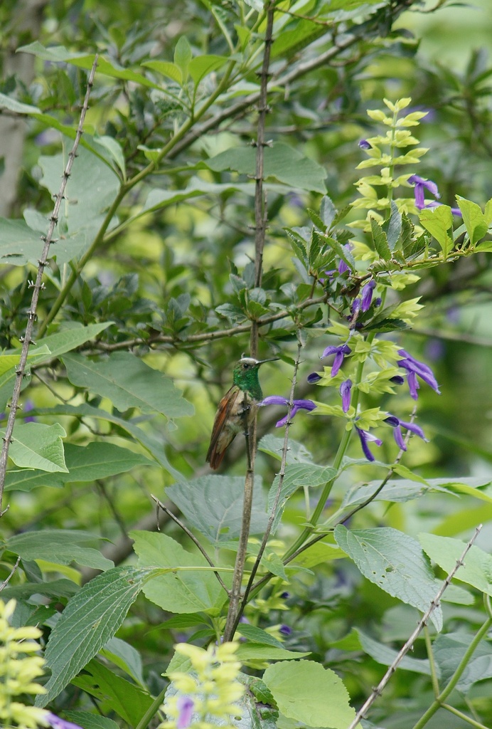 Berylline Hummingbird from Parque Estatal Sierra de Guadalupe, Coacalco ...