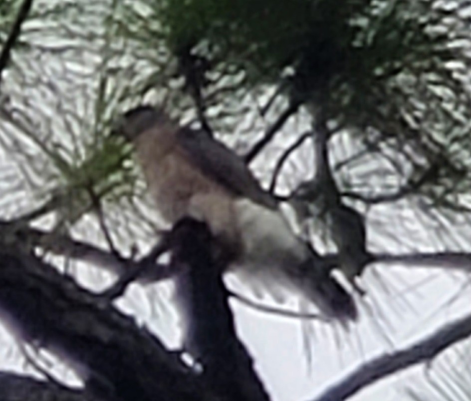 Cooper's Hawk from Coral Terrace, FL, USA on September 26, 2022 at 07: ...