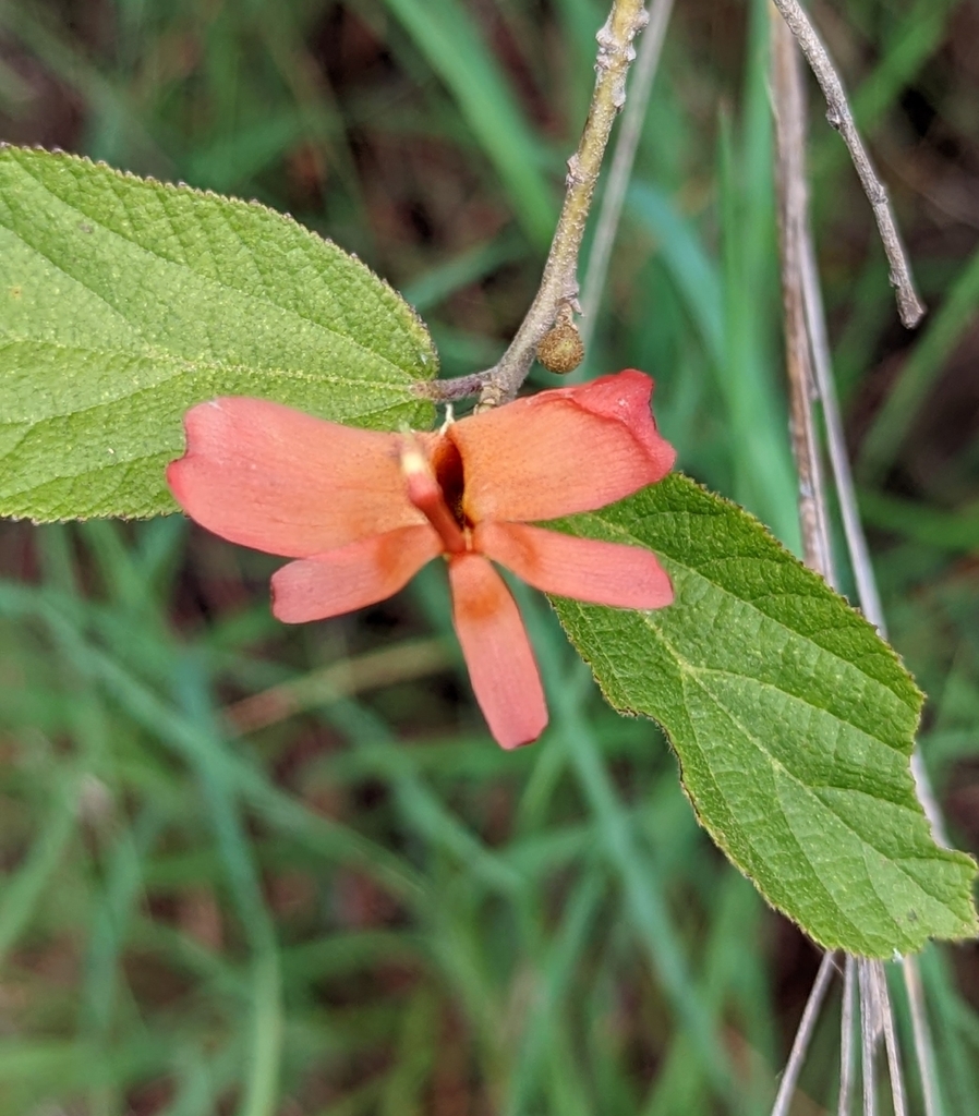 East Indian screw tree from Tirupati on September 24, 2022 at 08:50 AM ...