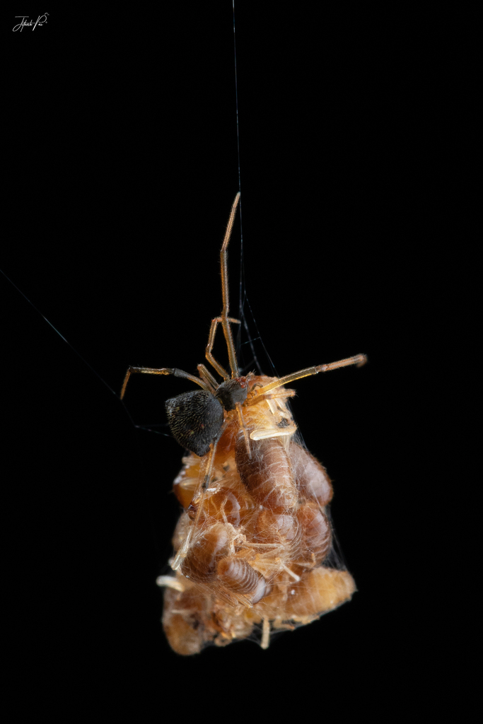 Janula from Mala village, 300m from Sri Kalakama Parashurama Temple, Tq ...