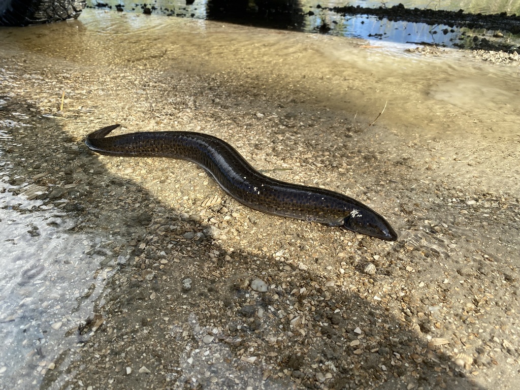 Greater Siren from Hal Scott Regional Preserve and Park, Orlando, FL ...