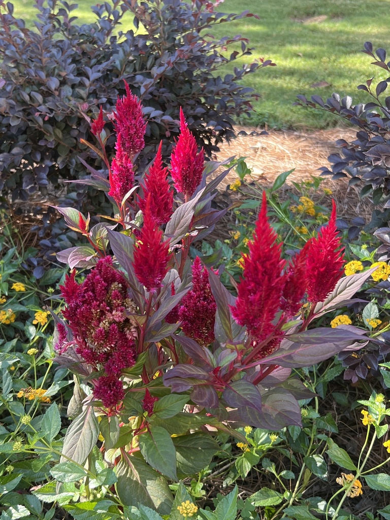 Quail Grass from Georgia College, Milledgeville, GA, US on September 26 ...