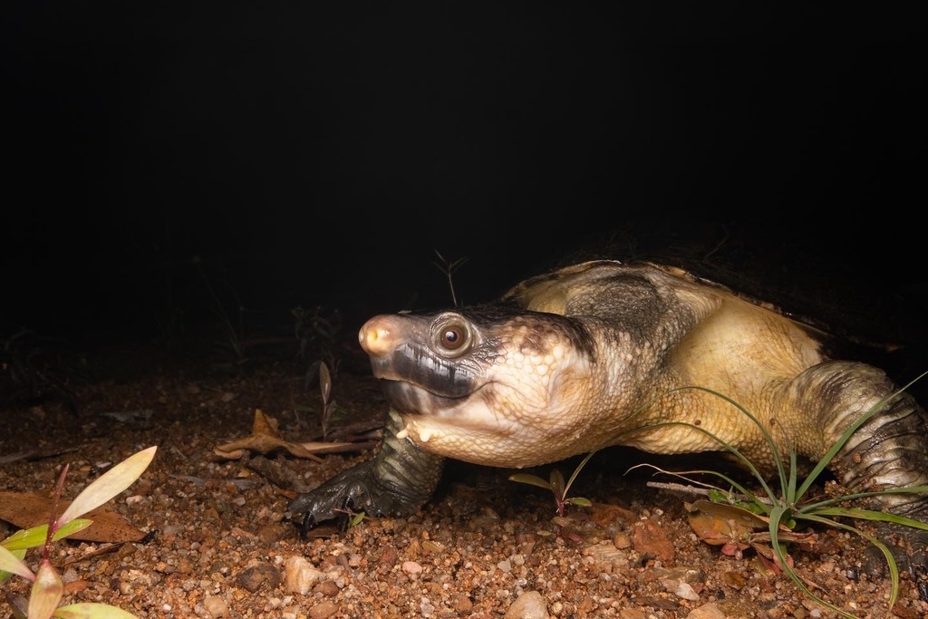 Northern Australian Snapping Turtle from Nitmiluk National Park ...