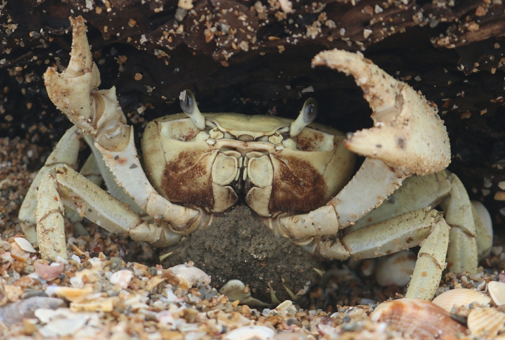 Blue Land Crab from Colombia on September 23, 2022 by JonaLuna ...