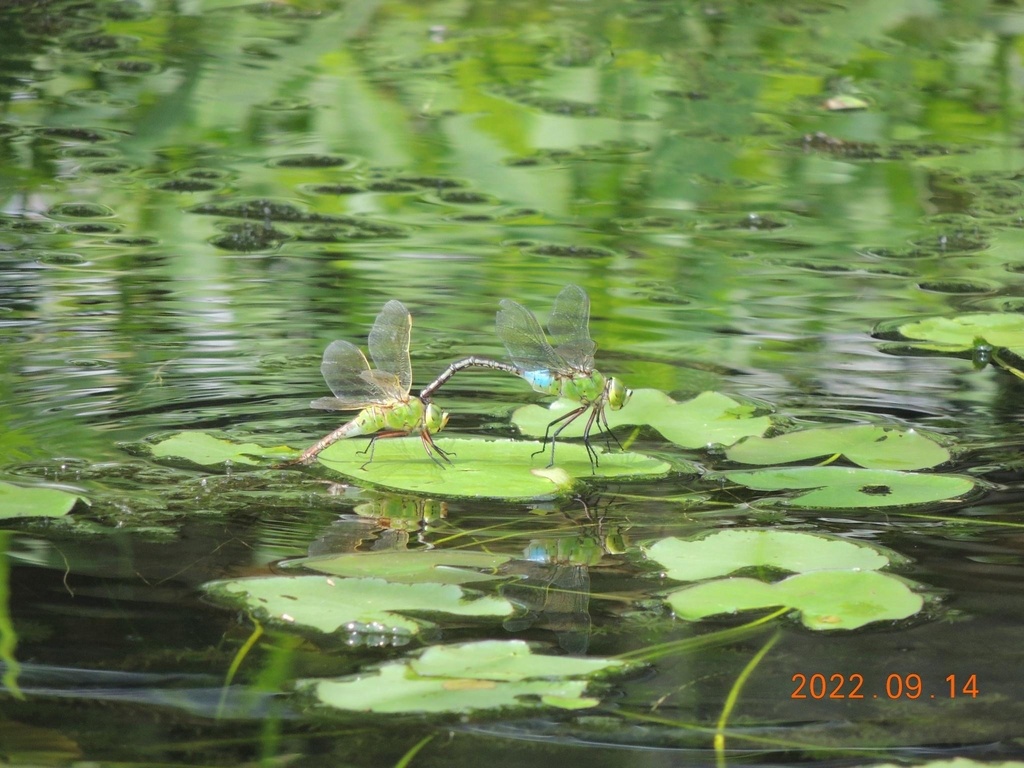 Anax julius from 三軍醫院道路, 內湖區, TW on September 18, 2022 at 02:56 PM by ...