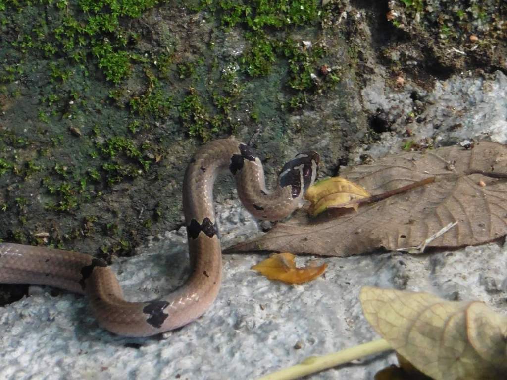 Ornate Kukri Snake from 406台灣台中市太平區觀雲嶺 on August 17, 2018 at 10:30 AM ...