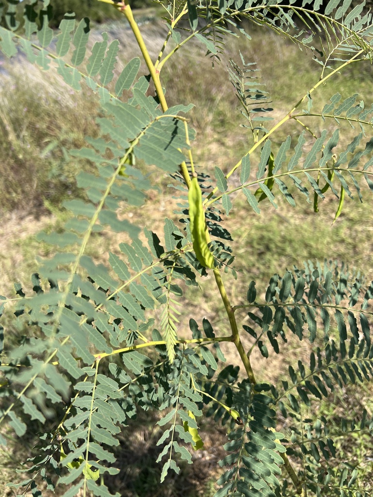 Rattlebush from Walnut Creek Rd, Bastrop, TX, US on September 26, 2022 ...