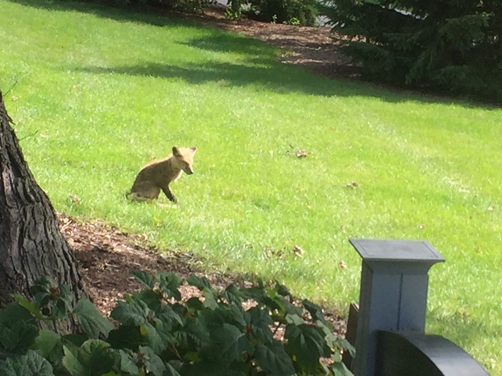 Red Fox from University of Wisconsin-Madison, Madison, WI, US on ...