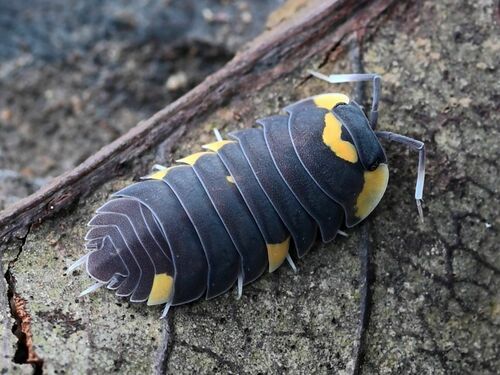 Photo 233141283, (c) jiangyou, all rights reserved, uploaded by ...