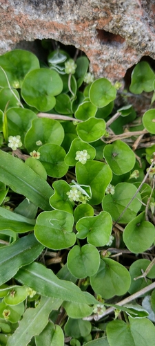 Oreja de ratón (Dichondra sericea) · iNaturalist Mexico