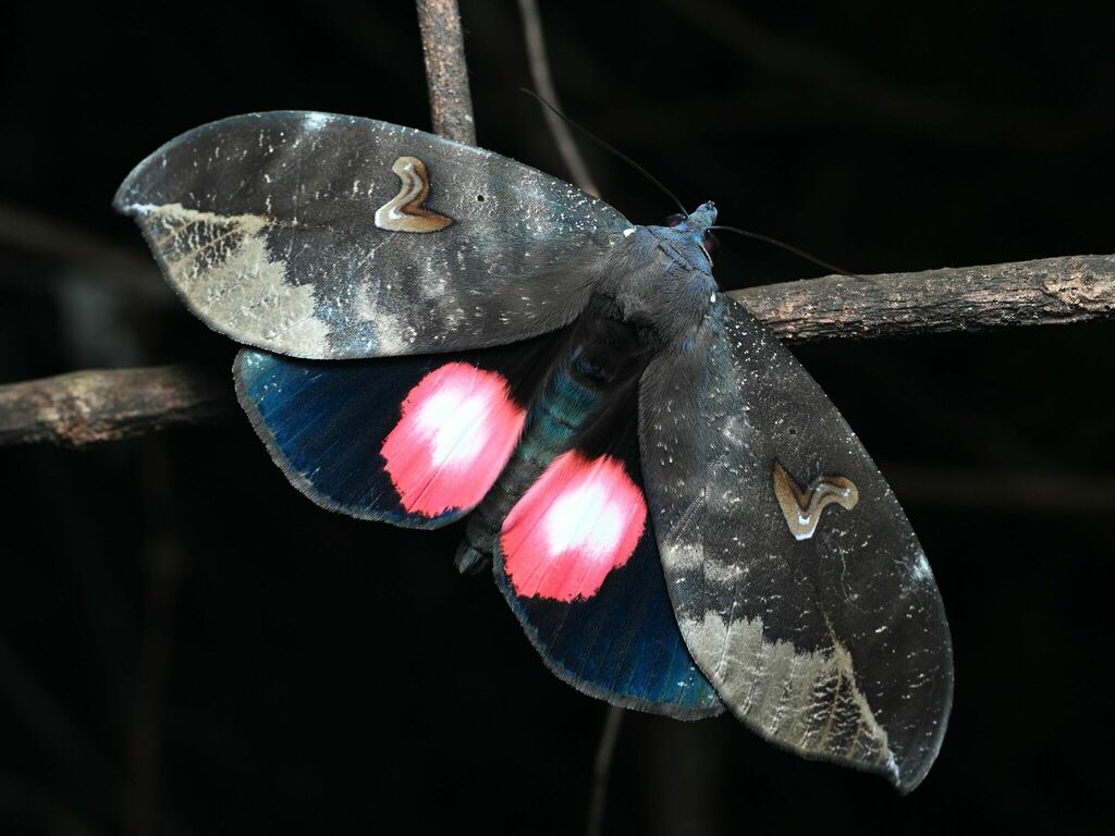 Phyllodes consobrina from 中国云南省西双版纳傣族自治州勐腊县 on September 26, 2022 at 09 ...