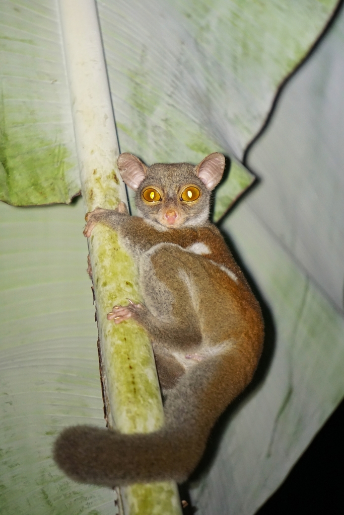 Southern Needle-clawed Galago from Мефу и Аконо, Камерун on August 7 ...