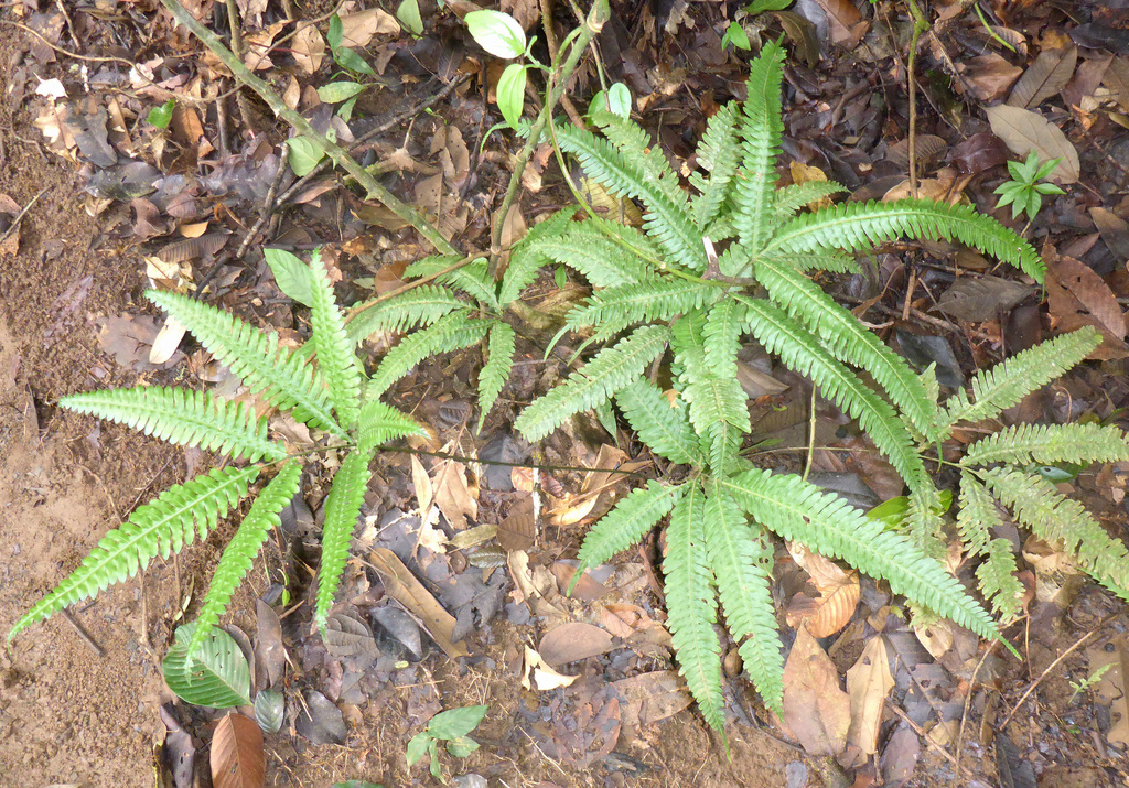ferns from Texas A&M Soltis Center on July 31, 2015 at 07:38 AM by ...
