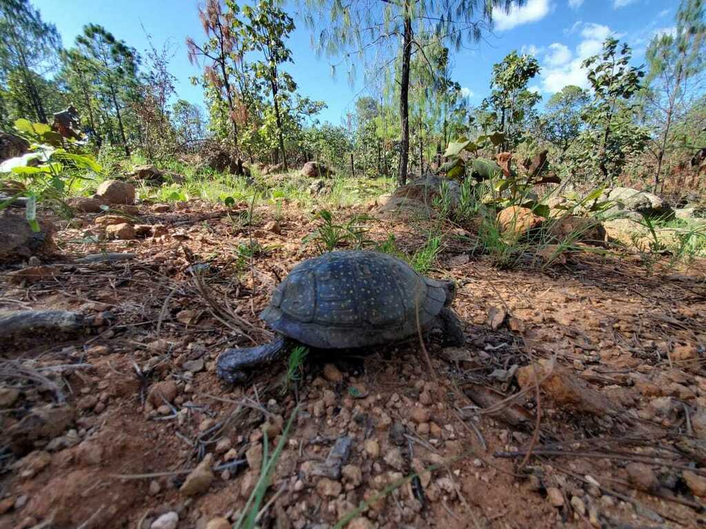Southern Spotted Box Turtle in July 2022 by Jesús Alberto Loc-Barragán ...