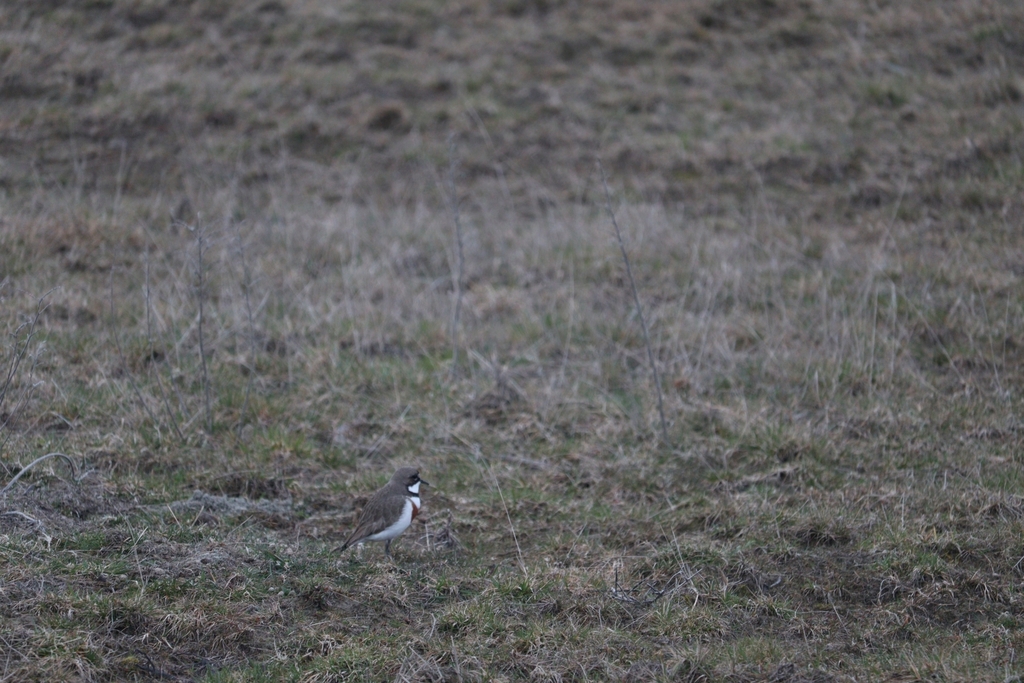 New Zealand Double-banded Plover in September 2022 by DeclanCrombie ...