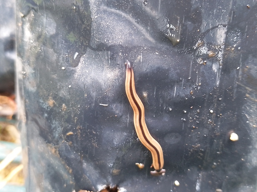 Wandering Hammerhead Worm from La Yesca, Nay., México on August 22 ...