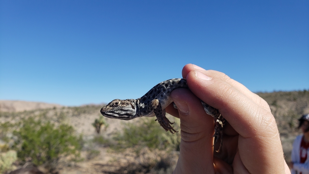 Long-nosed Leopard Lizard in September 2022 by Spencer Livermore ...