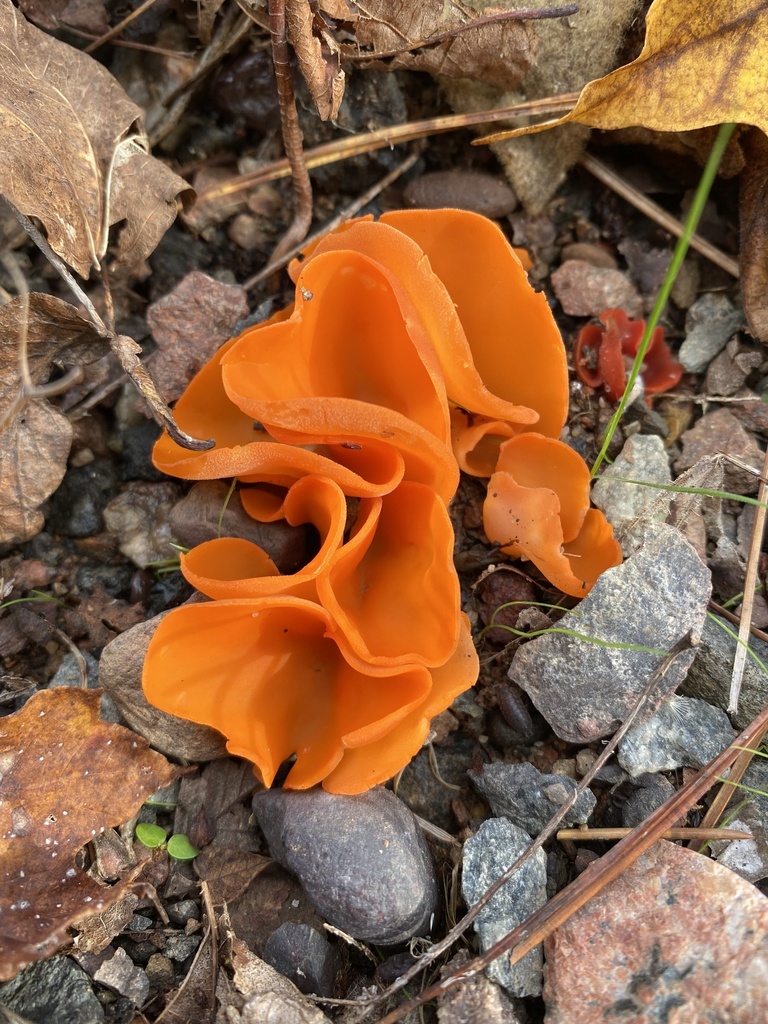 orange peel fungus in October 2021 by Beck Mart · iNaturalist