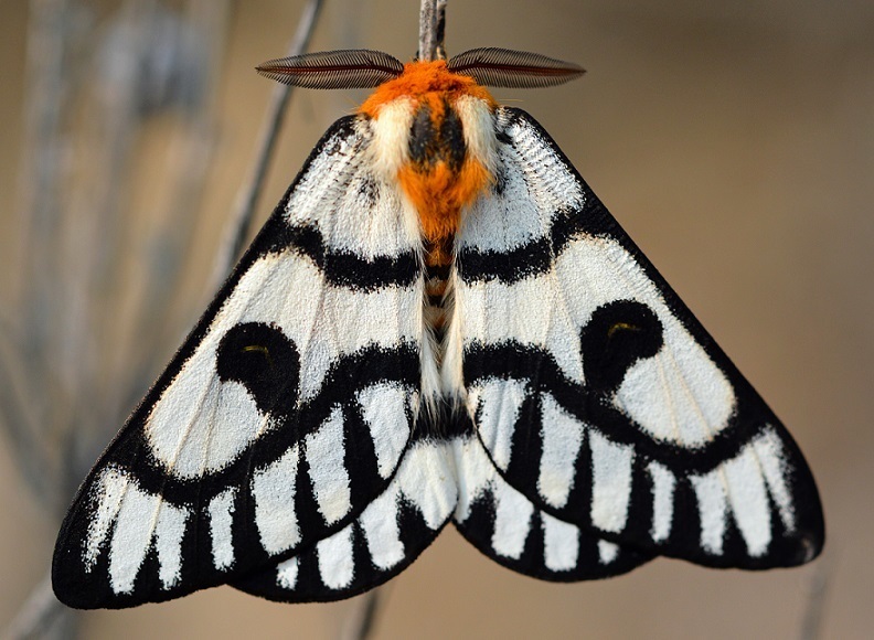 Sheep Moth