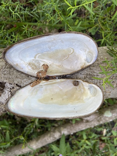 Observations by relampago · iNaturalist