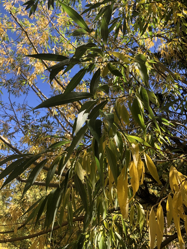 Willows from Humboldt-Toiyabe National Forest, Las Vegas, NV, US on ...