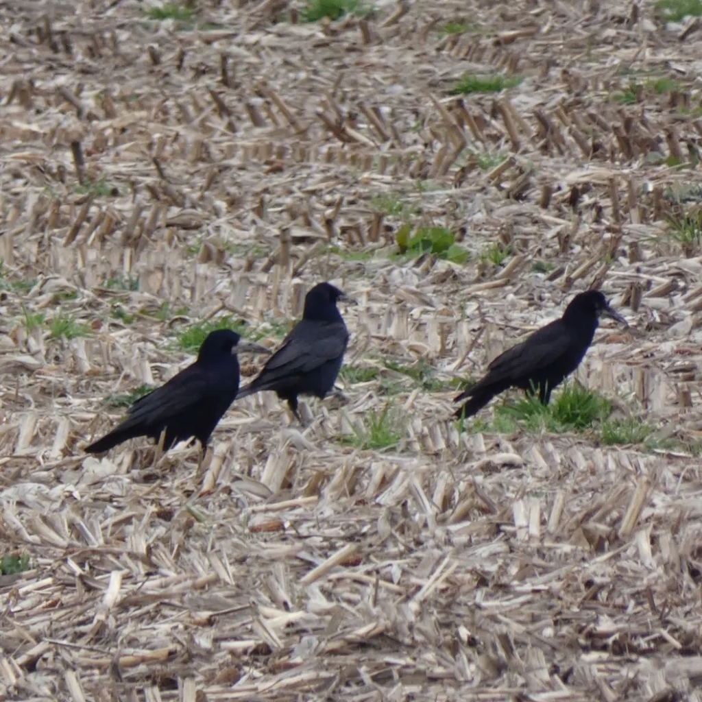 Rook from Pahiatua 4984, New Zealand on September 22, 2022 by Jake ...