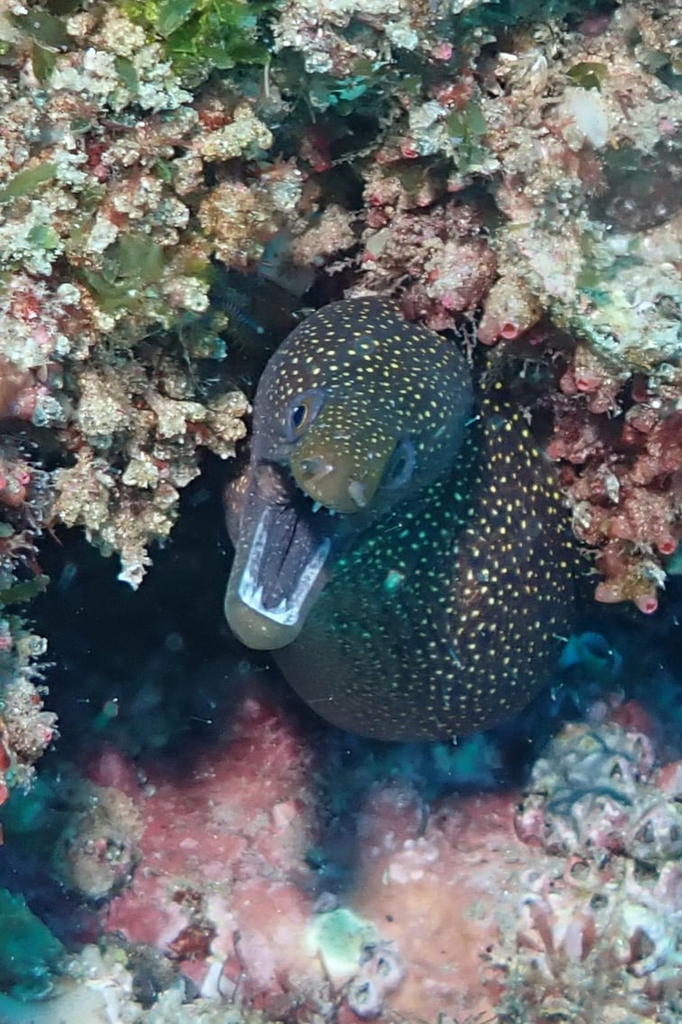 Common Morays from Moreton Bay Region, QLD, Australia on January 26 ...