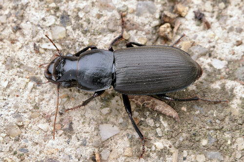 Harpalus roninus · iNaturalist