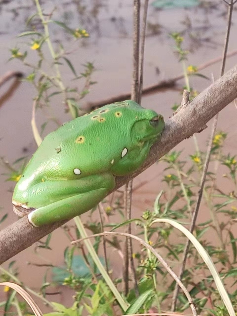 Chinese Flying Frog from 东莞 on September 27, 2022 at 07:06 PM by 小果娭毑 ...