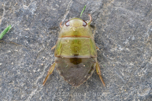 Subspecies Ilyocoris cimicoides exclamationis · iNaturalist