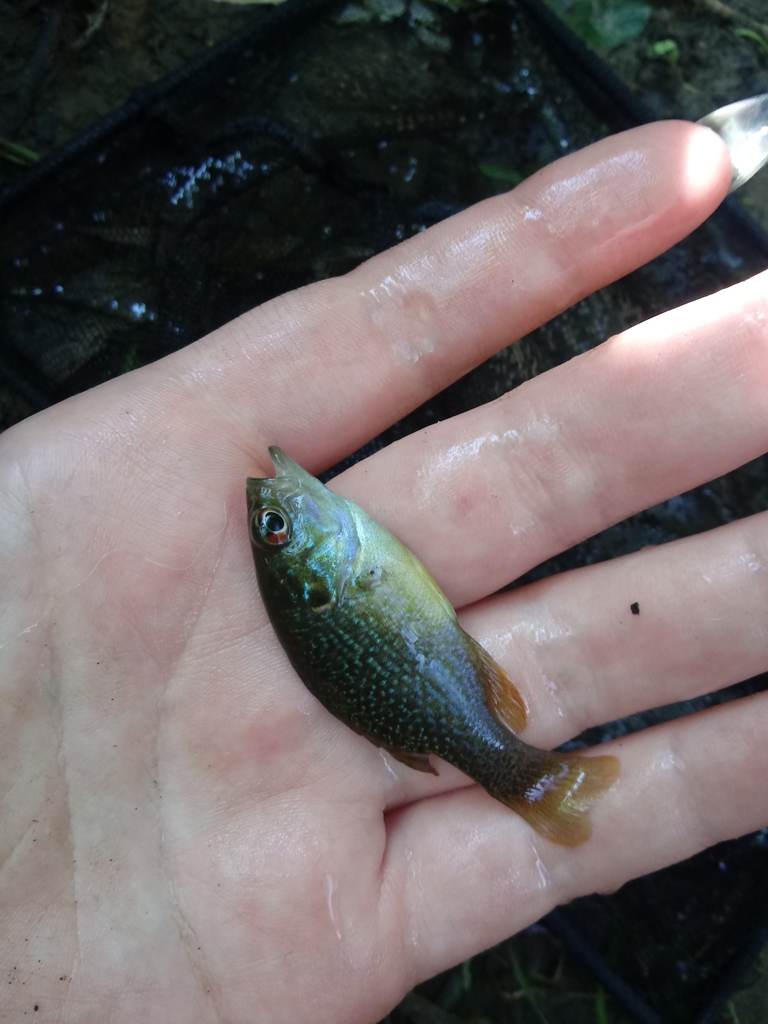 Green Sunfish from 31587 Milwaukee Ave, Libertyville, IL 60048, USA on ...