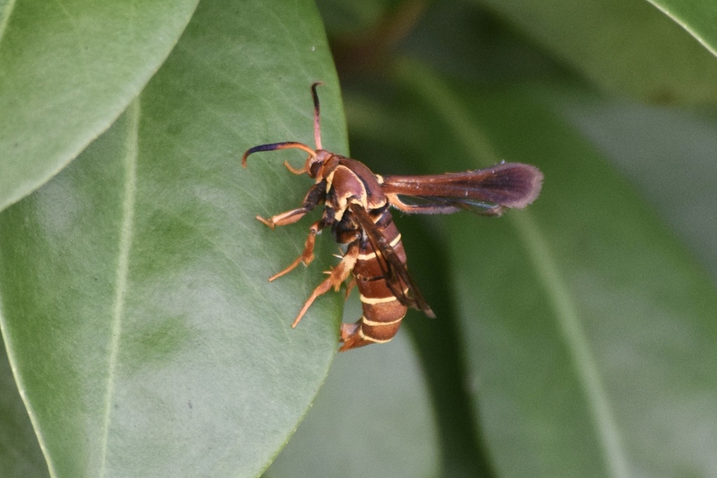 Grape Root Borer Moth from Miami-Dade County, Everglades National Park ...