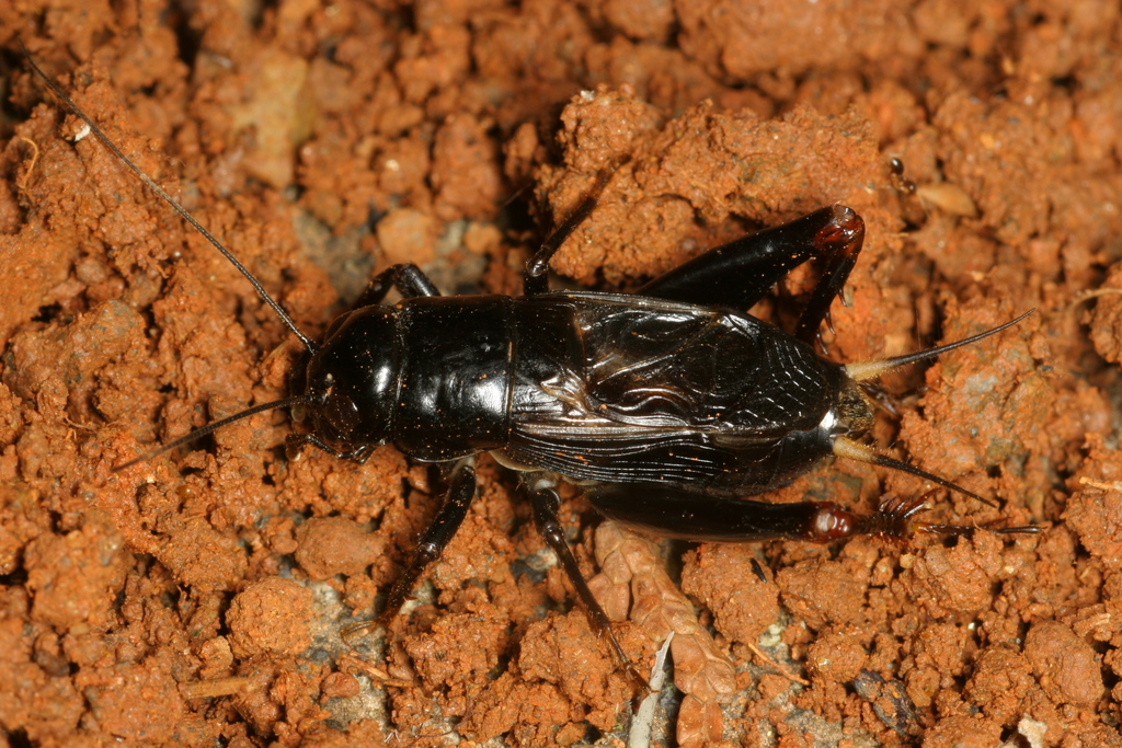 Phonarellus ritsemae from 대한민국 경상남도 거제시 남부면 저구리 on June 12, 2009 at 04: ...