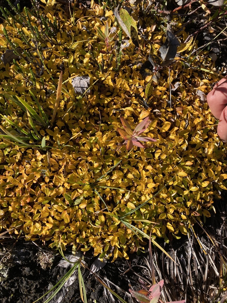 snow willow from Garibaldi Provincial Park, Squamish-Lillooet, BC, CA ...