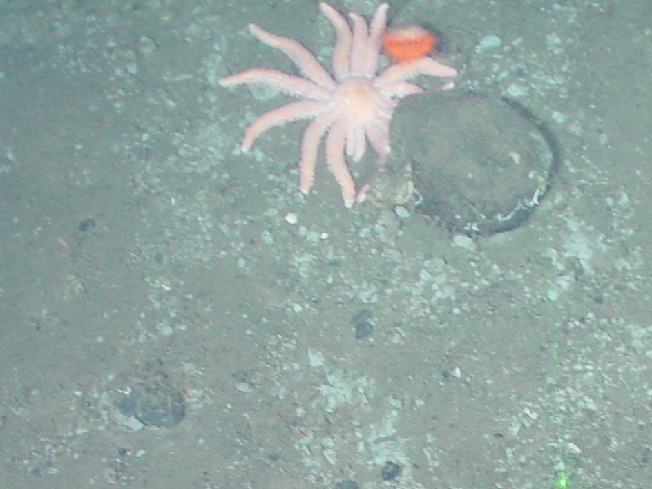 California Sun Star on July 12, 2008 at 07:19 AM by Jackson W.F. Chu ...