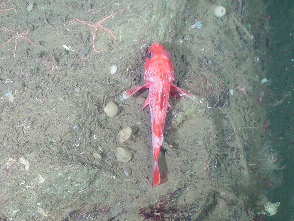 Shortspine Thornyhead in July 2008 by Jackson W.F. Chu. ROV ROPOS Dive ...