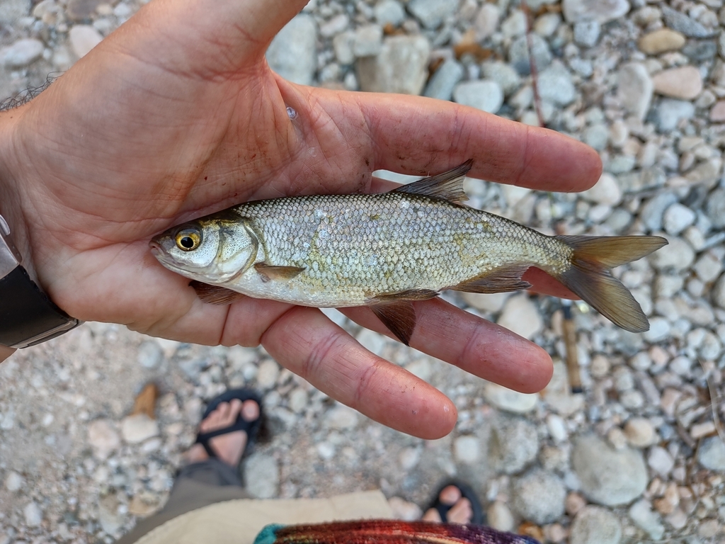 Mohave Tui Chub in September 2022 by Jeremy Renzulli. Healthy ...