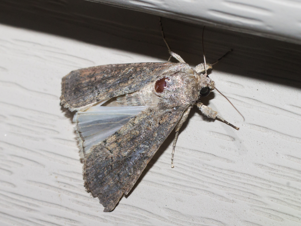 Fall Armyworm Moth in September 2015 by Timothy Reichard · iNaturalist