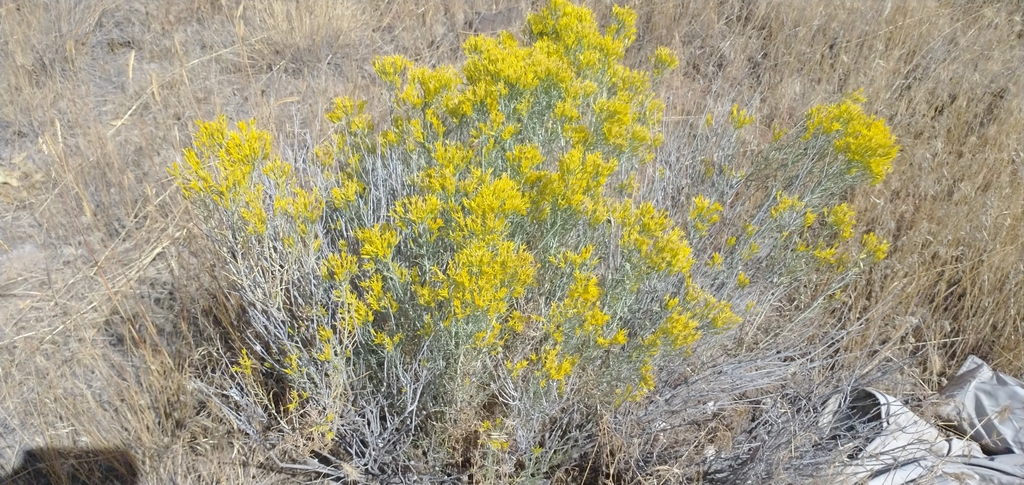 Rubber Rabbitbrush from Jefferson County, US-OR, US on September 27 ...