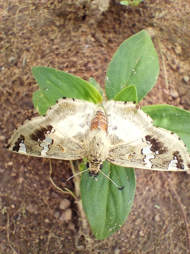 Western Ragged Skipper (Caprona adelica) · iNaturalist