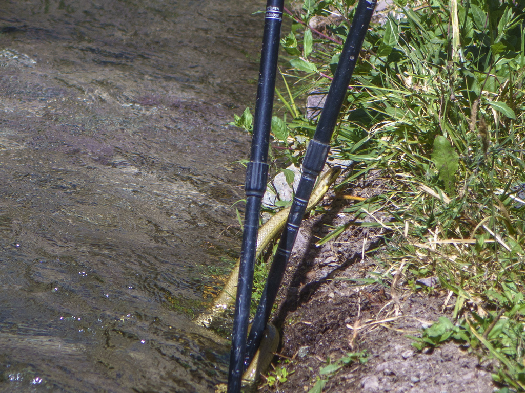 Chilean Slender Snake from Caylloma, Perú on July 28, 2022 at 01:20 PM ...