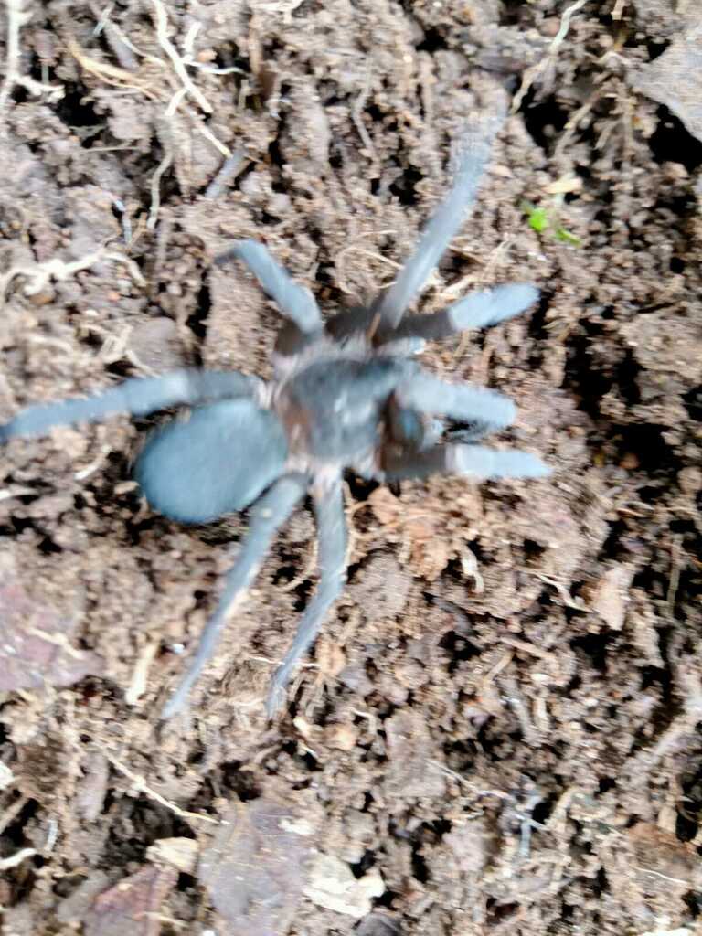 Zorocrates from Cerro del Judío, 10310 Ciudad de México, CDMX, México ...
