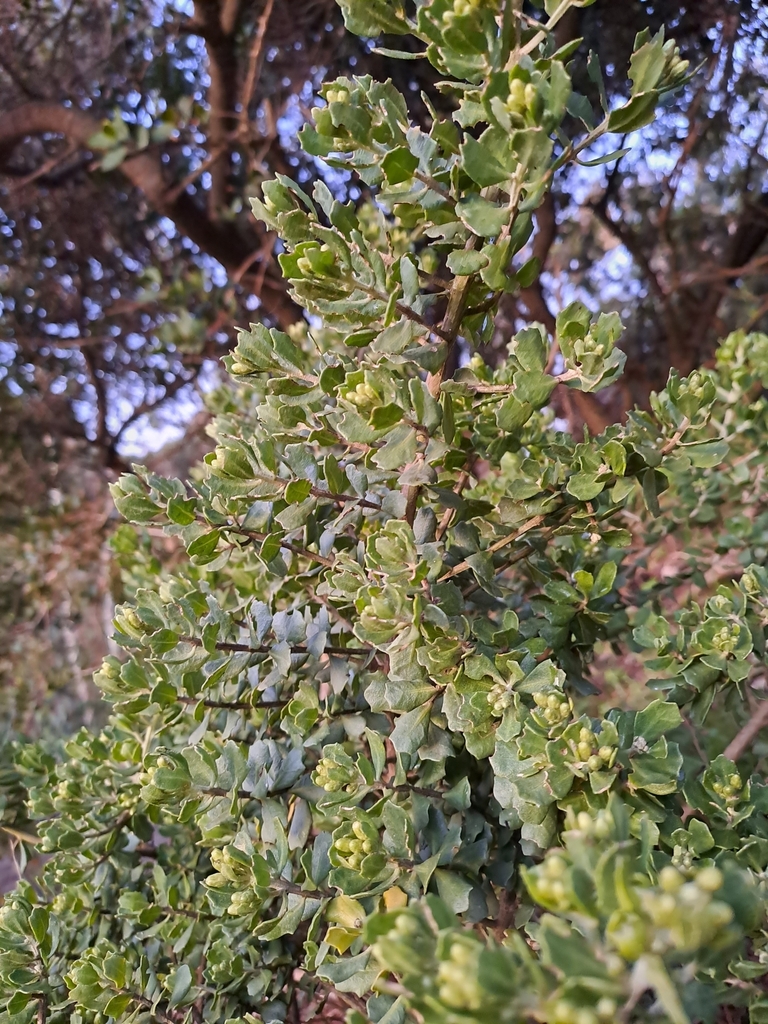 Baccharis vernalis from Los Morros, Tomé, Bío Bío, Chile on September ...
